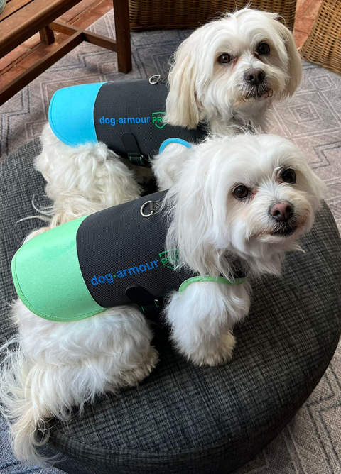 Dog Safety Gear | Protect Your Dog from Bites – Dog Armour